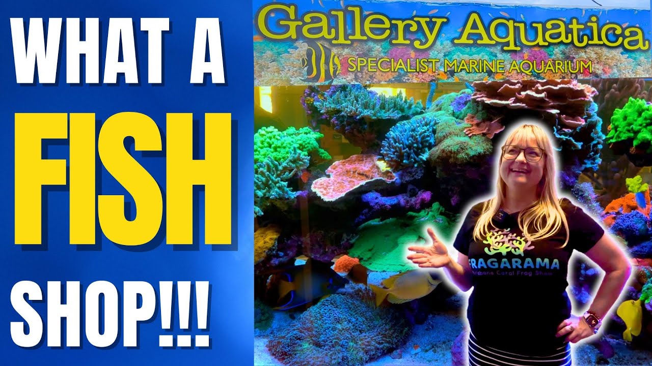 Epic LFS Tours - Gallery Aquatica - YouTube