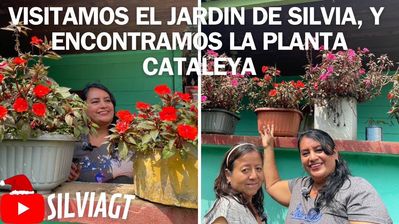 Visitamos el JARDIN de SILVIA y encontramos la PLANTA CATALEYA en plena ...