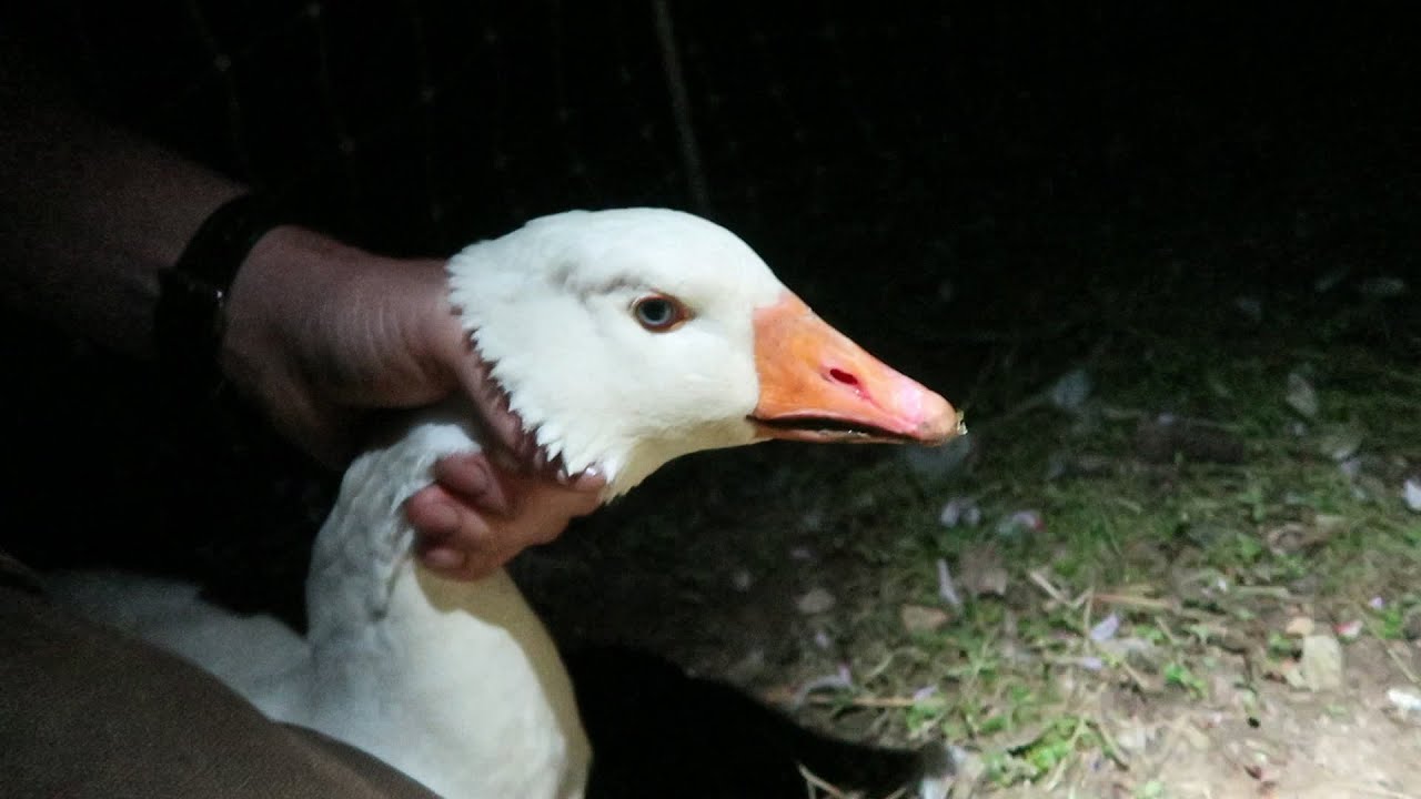 Trying to Save Our Goose- Goose Vent Prolapse Reduction - YouTube