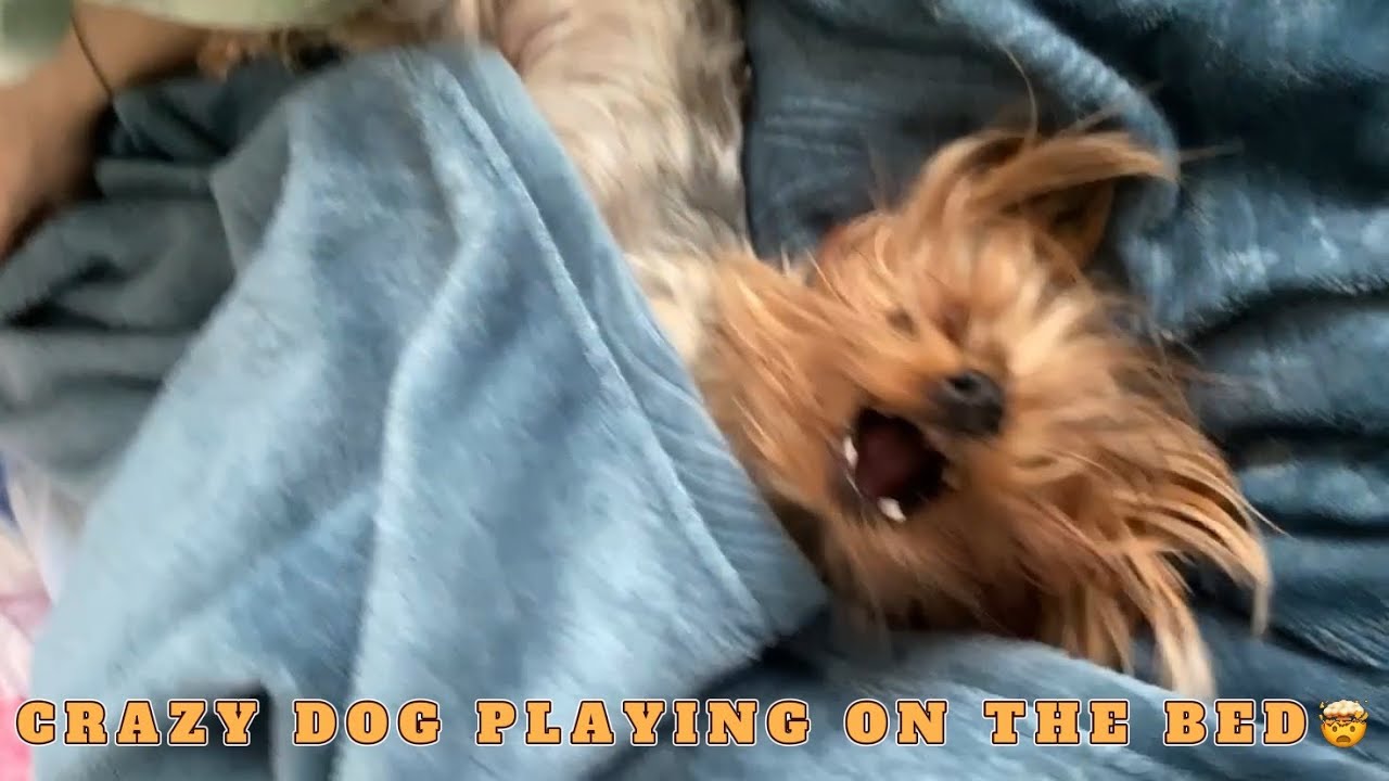 CRAZY DOG PLAYING - ON THE BED| Yorkshire Terrier 🤯 - YouTube