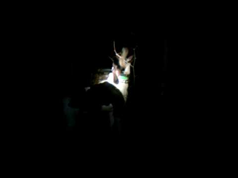 Buck @ turd pond treeing 3/15/11(sold) - YouTube