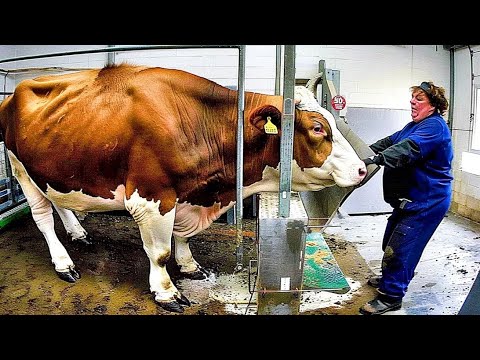 Unbelievable Modern Automatic Cow Farming Machines That Are At Another ...