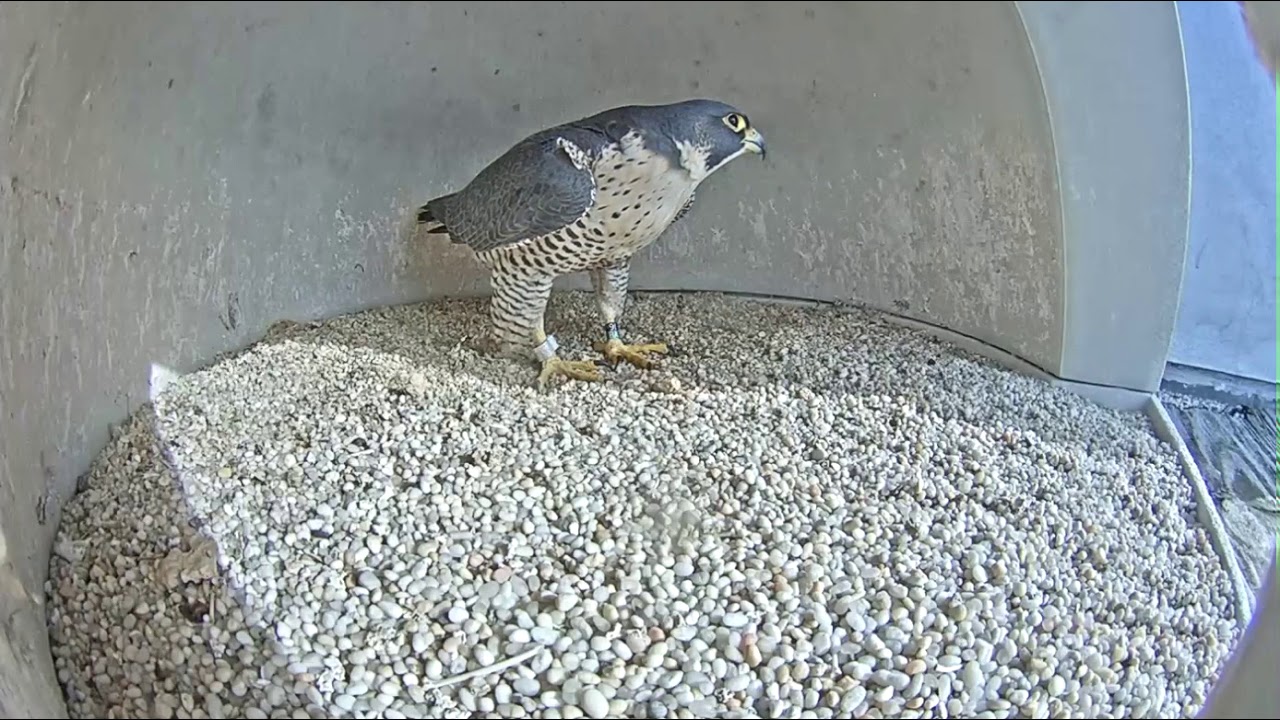 Peregrine Falcon Pair Inside Nest Box - YouTube