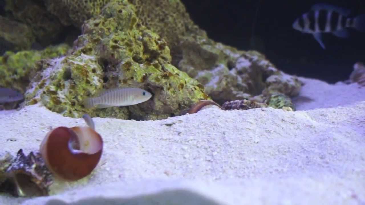 Personality of a Lamprologus Multifascilatus aka Multi aka Shell ...