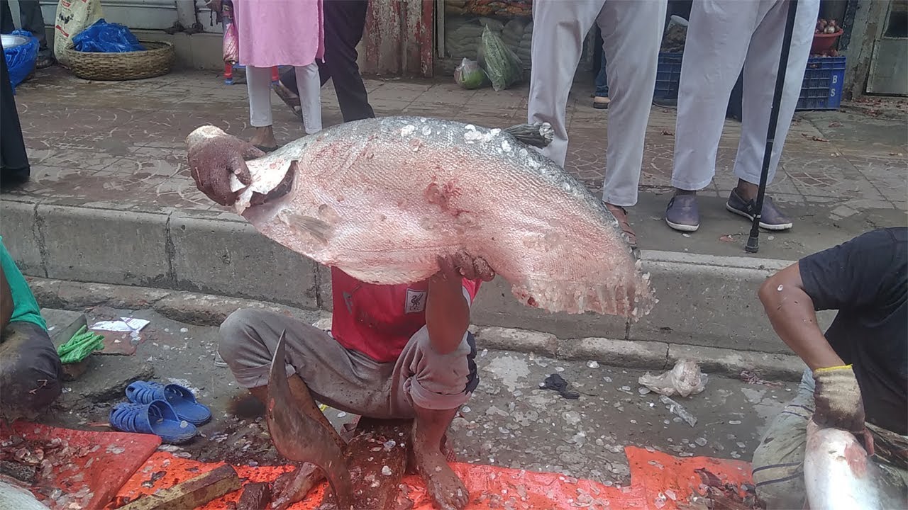 Amazing Cutting Fastest!! How To A Big Chital Fish Cutting Live in Fish ...