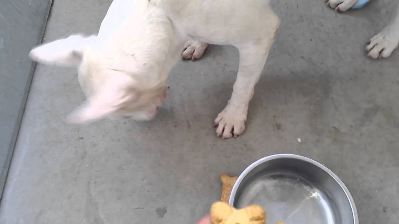 bullseye food aggressive test - YouTube