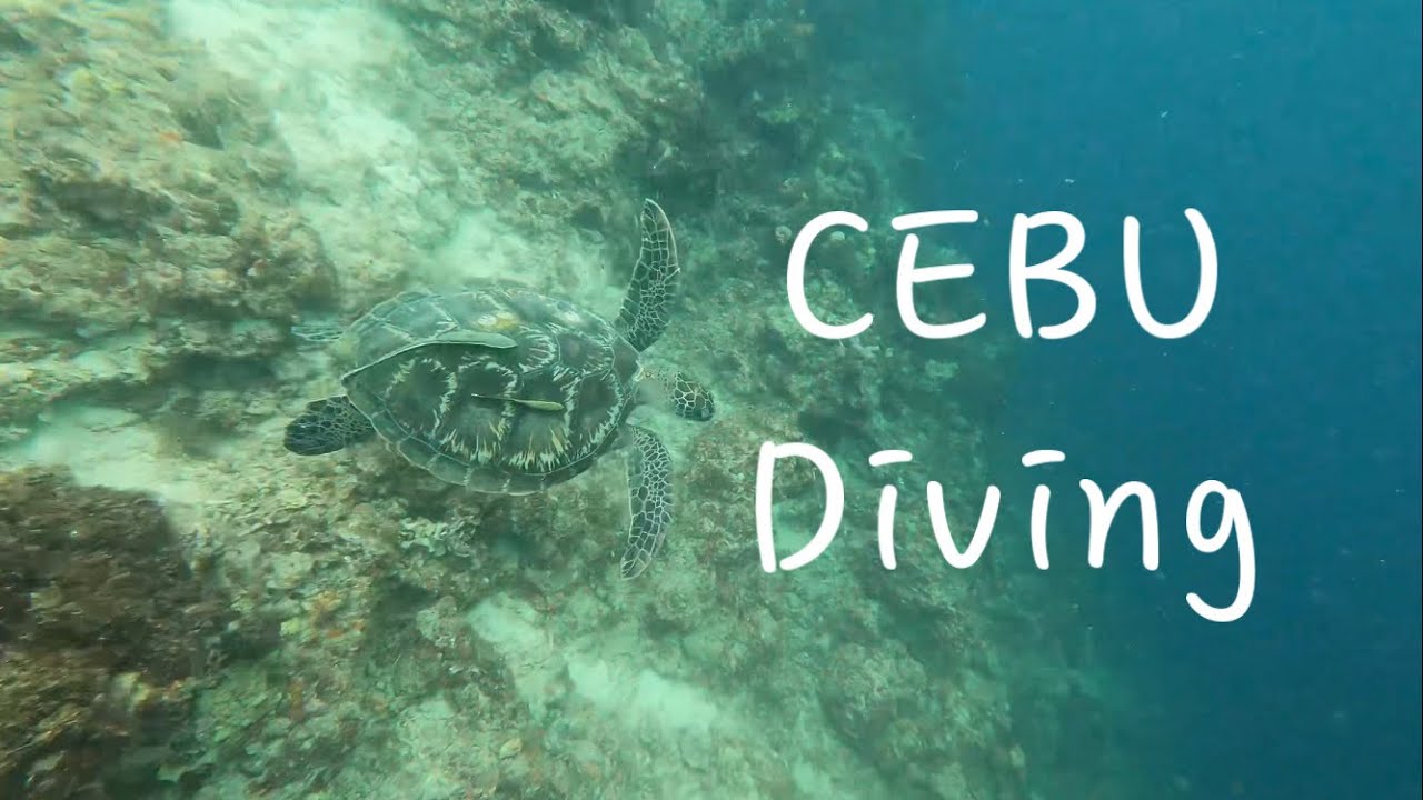 CEBU Diving - YouTube