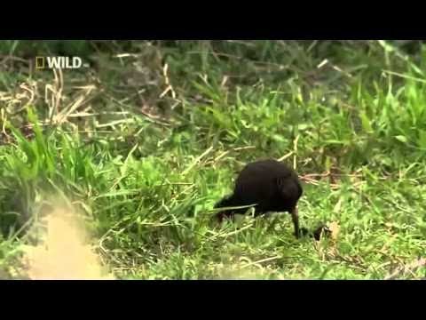 Wild Japan - National Geographic - Nature Documentary - YouTube