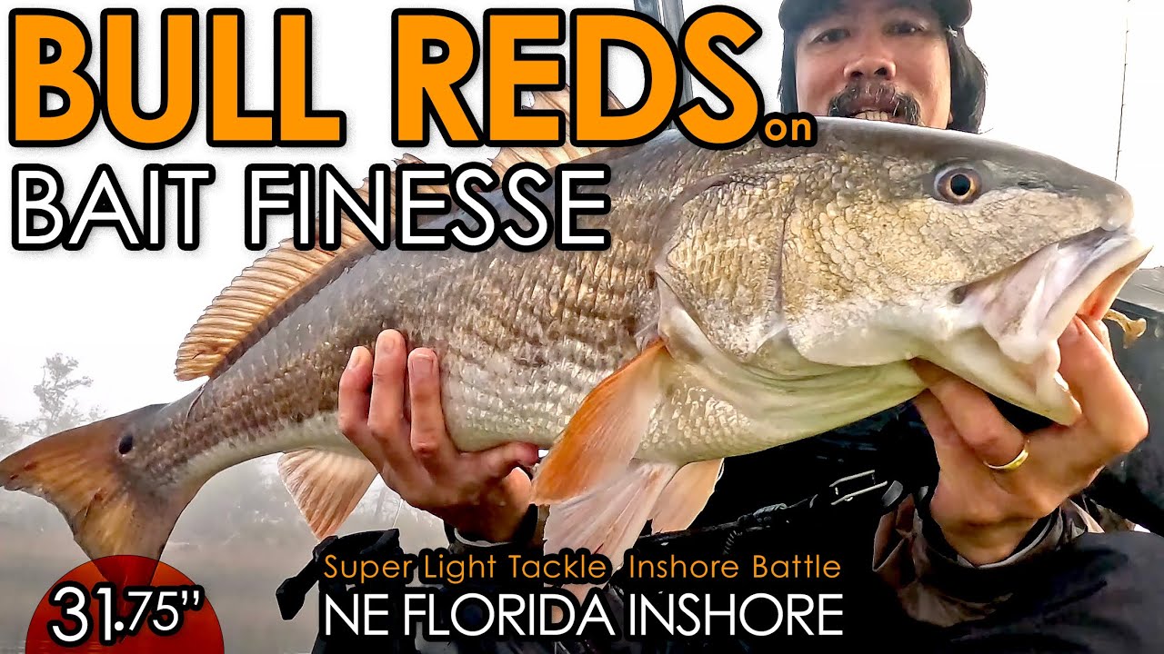 HUGE BULL REDS BATTLE on Bait Finesse BFS Tackle INSHORE, Garmin LiveScope, Fishing NE Florida ...