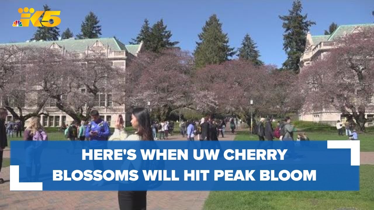 When the University of Washington cherry blossoms will hit peak bloom ...