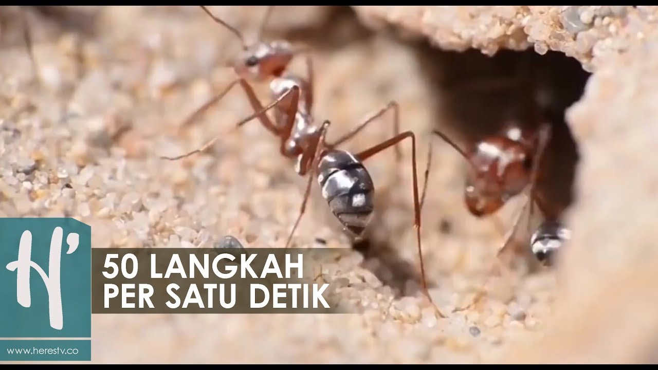 Semut yang 10 Kali Lebih Cepat dari Manusia Tercepat - YouTube