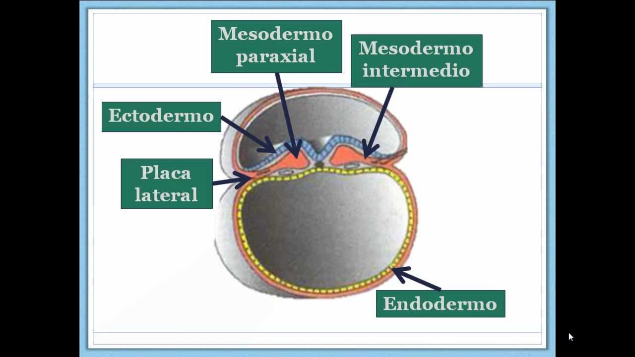 EMIS-Biología del Desarrollo-Tubo intestinal y cavidades corporales ...