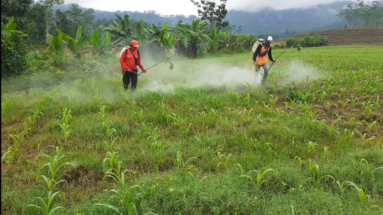 Obat Ulat Di Campur Dengan Obat Rumput,Bagaimana Hasilnya.? - YouTube