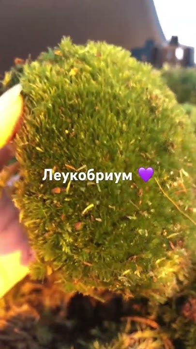 Мох леукобриум. Florarium-flo.ru #леукобриум #мох #флорариуммосква ...