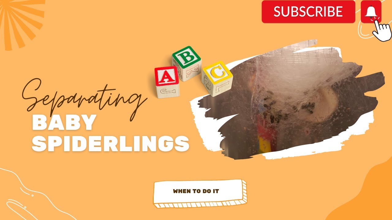 When To Separate Baby Jumping Spiderlings (aka Slings) - YouTube
