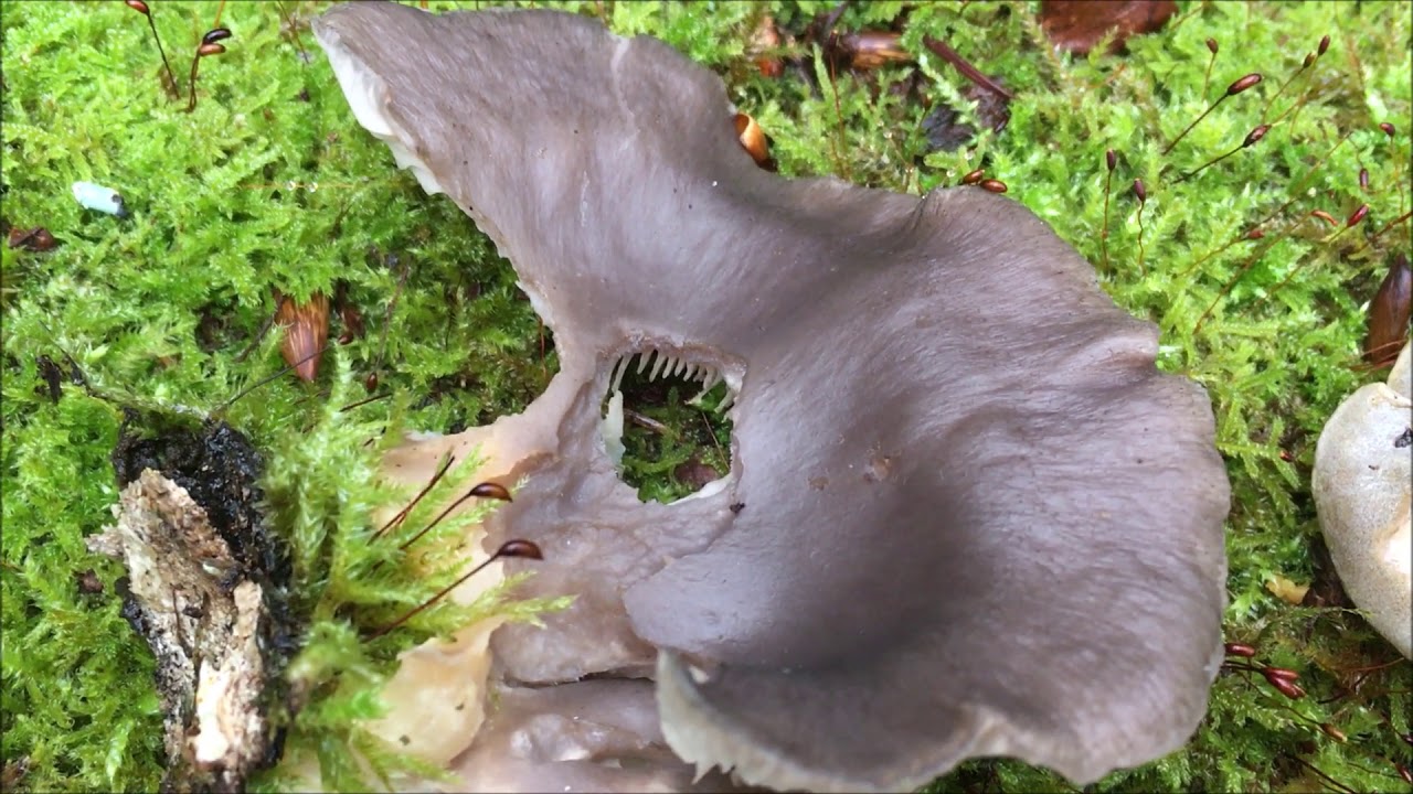 Austernseitling (Pleurotus ostreatus) vs. Gelbstieliger Muschelseitling ...
