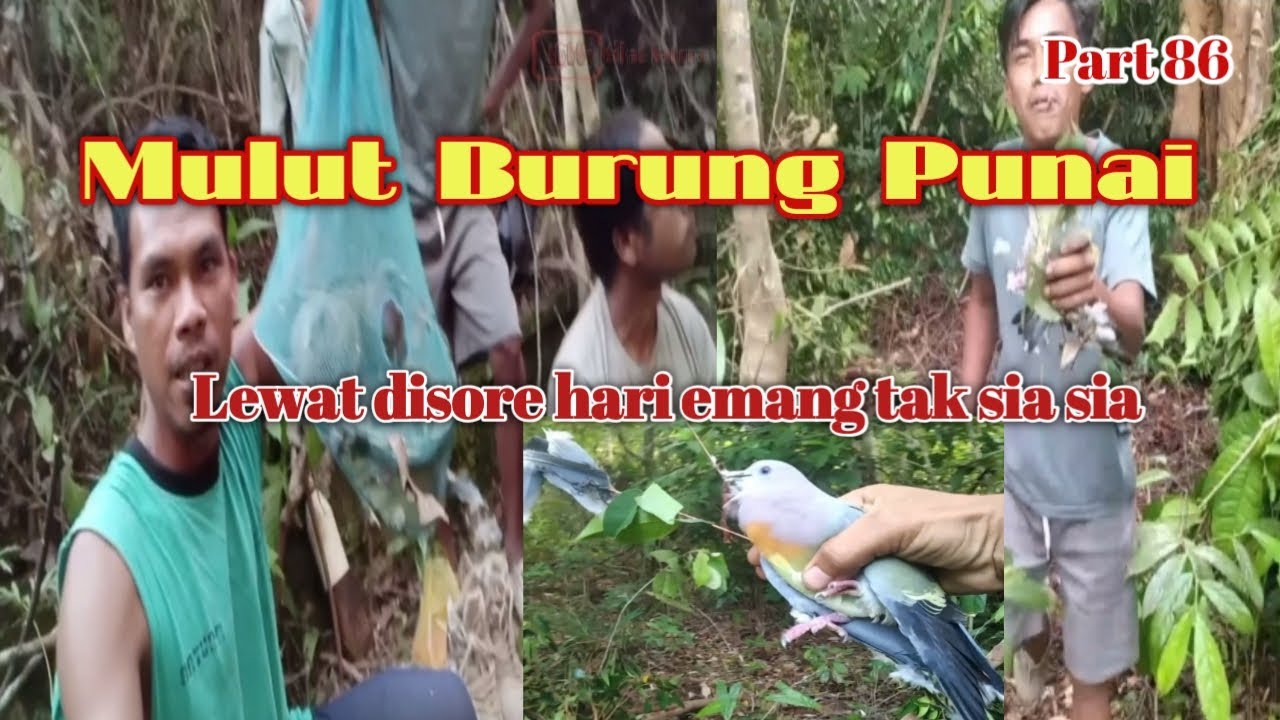 Mulut burung punai lewat disore hari - YouTube