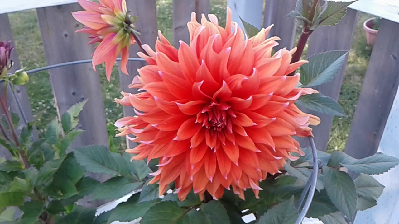 Dahlia colour spectacle - YouTube
