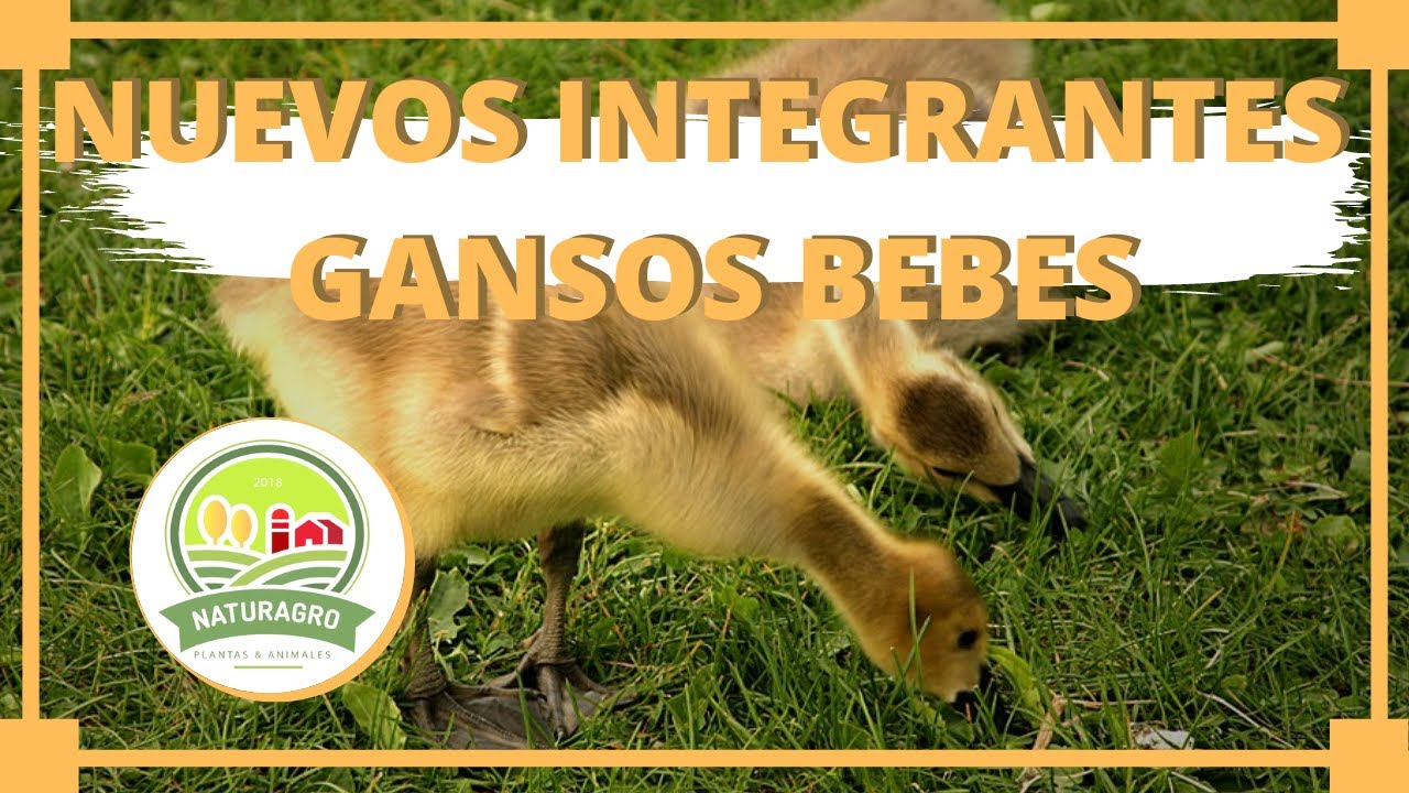 NUEVOS INTEGRANTES DE LA CASA - LLEGAN GANSOS BEBES. - YouTube