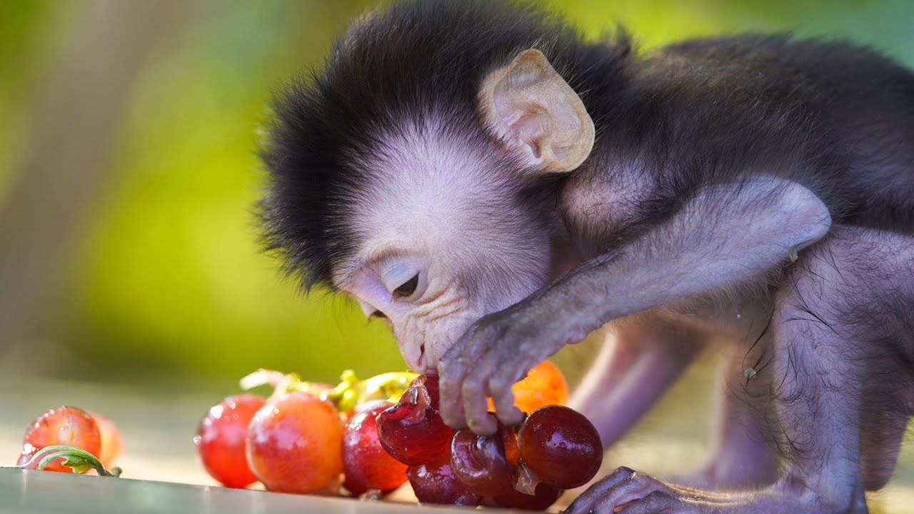 Cute baby monkey eating Red Grapes || Baby Monkey Video || Chhorm Panha ...