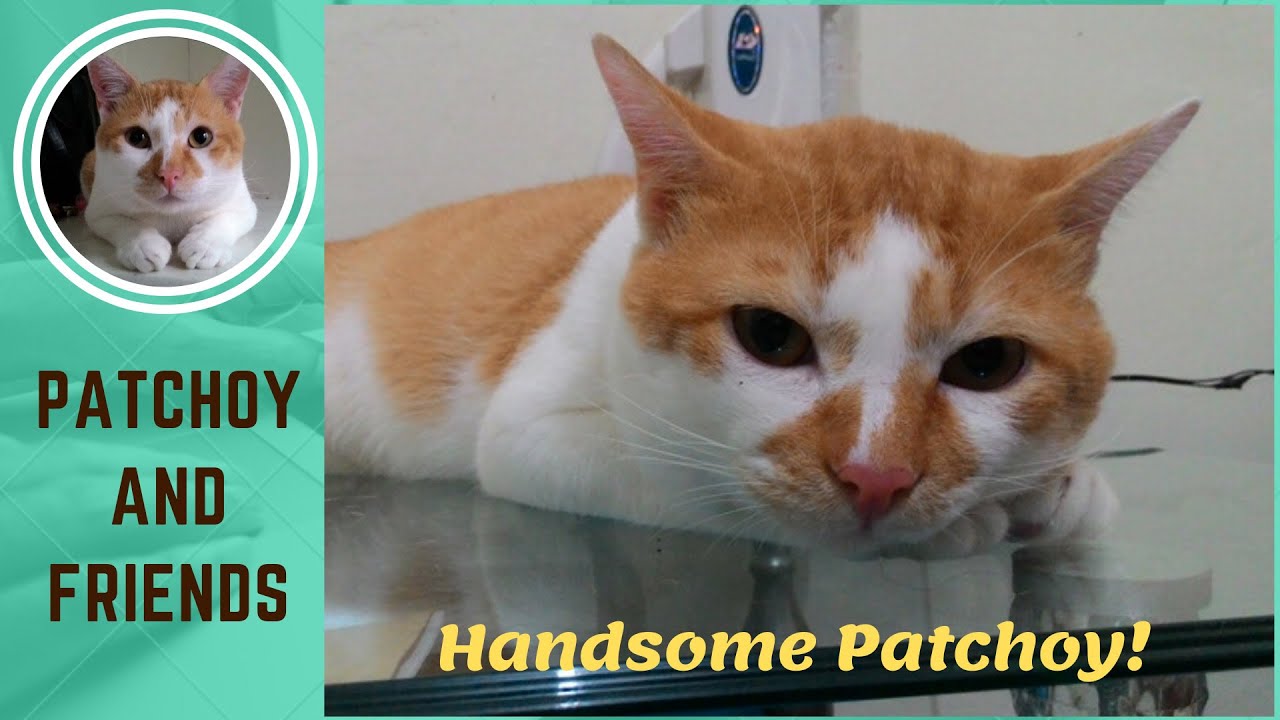 CAT TAKING A BATH, EATING AND SLEEPING (Patchoy's Regular Routine Vlog ...