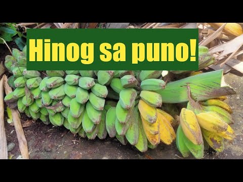 Saging kong hinog Sa puno... - YouTube