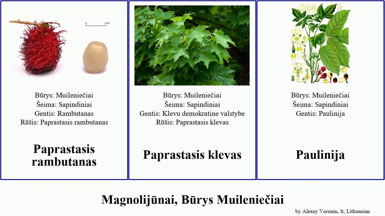 Magnolijūnai, Būrys Muileniečiai citrinmedis klevas tikrasis mangas ...