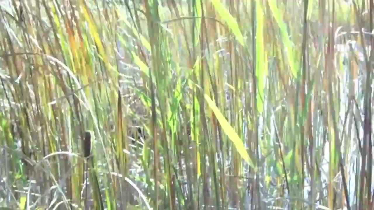 muskrat house - YouTube