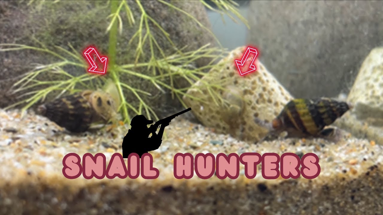 Let’s See How Assassin Snail Hunts Pest Snails - YouTube