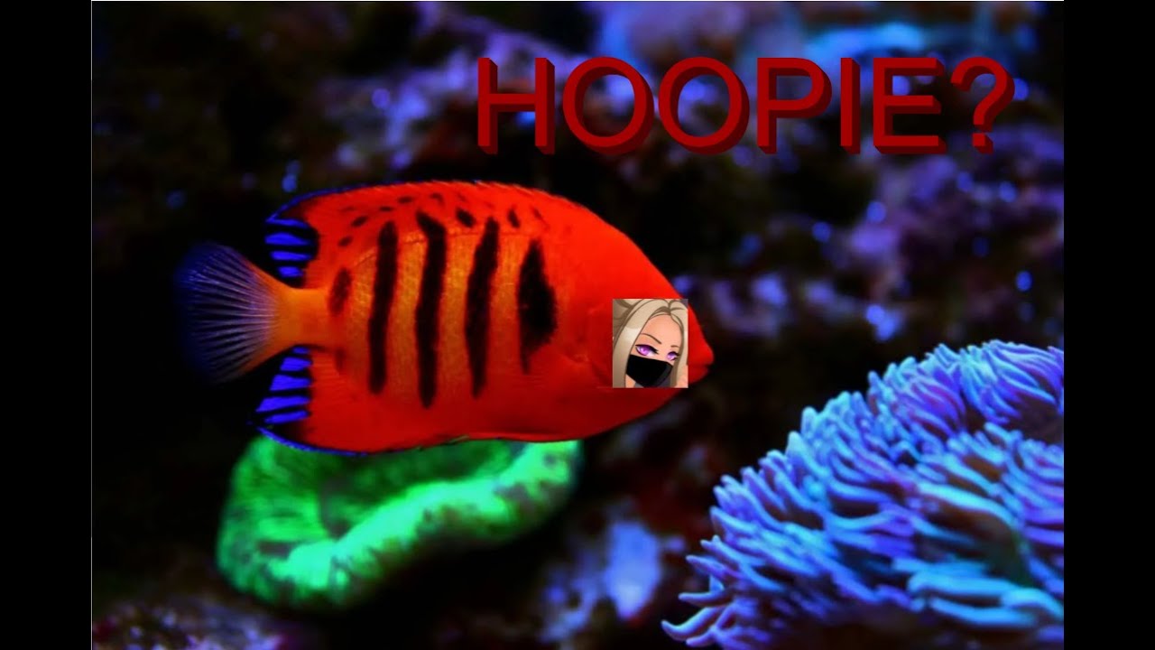 Hoopie Sings A Fishy Song - YouTube