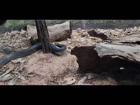 Fierce Snake (aka Inland Taipan) Australia Zoo - YouTube
