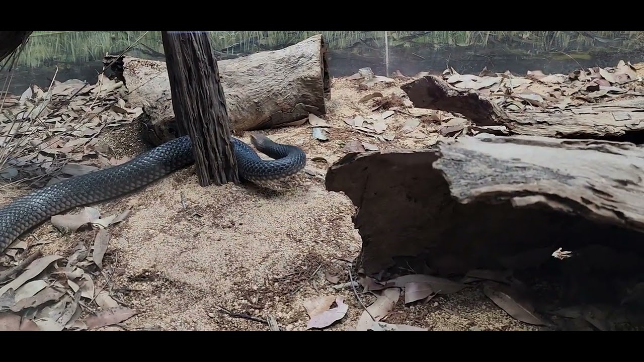 Fierce Snake (aka Inland Taipan) Australia Zoo - YouTube