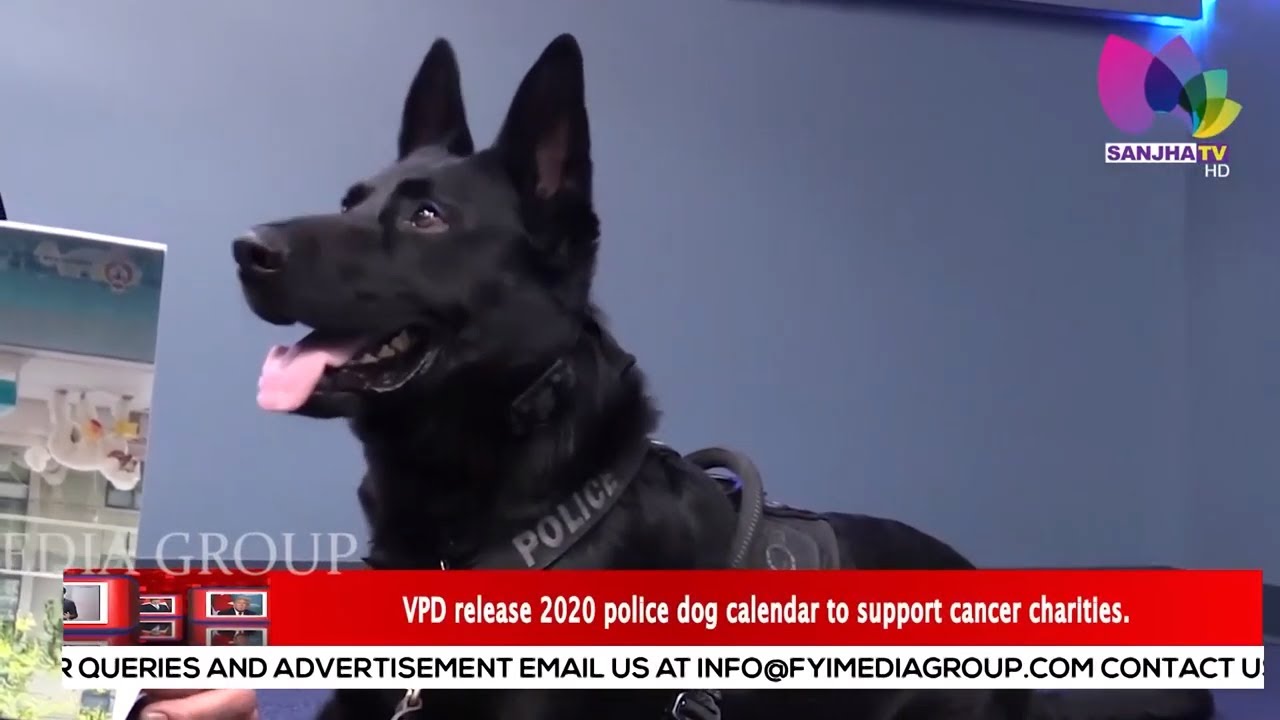 VPD release 2020 police dog calendar to support cancer charities ...