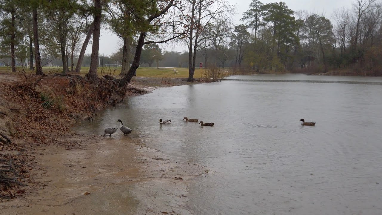 [4K] Meyer Park Rain Walk Relaxing ASMR - Spring, TX - YouTube