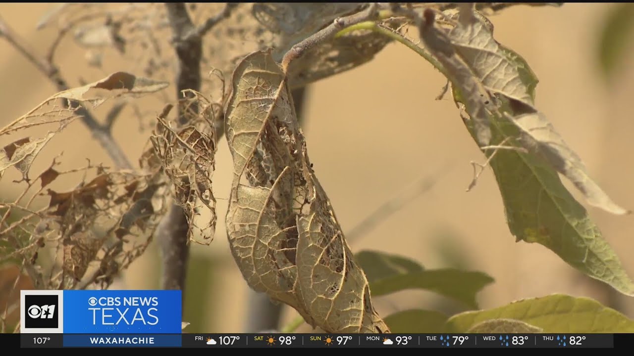Gardening 101: Heat stress on trees - YouTube