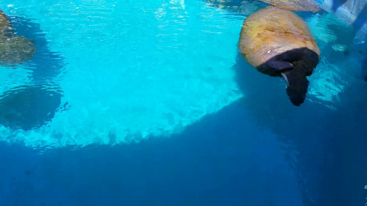Miami Seaquarium Manatees - YouTube