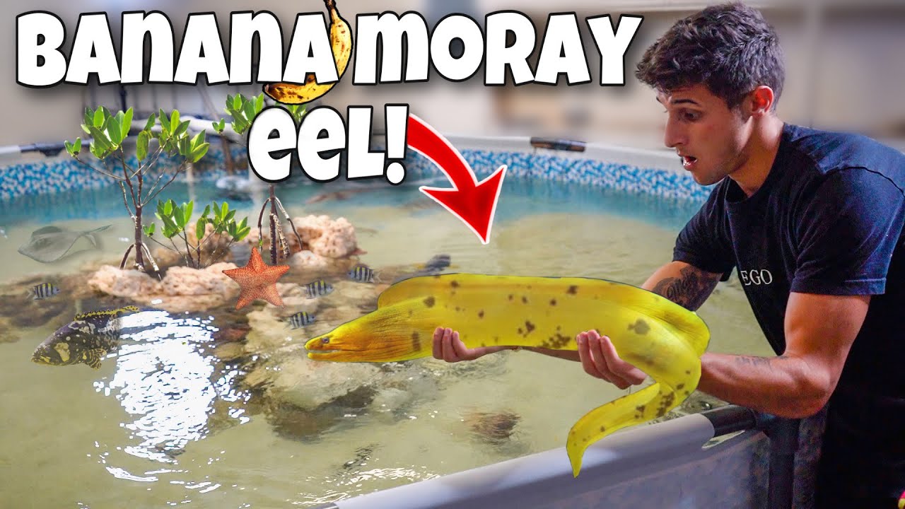 Transferring The RAREST EEL into My Saltwater POND + More!! - YouTube