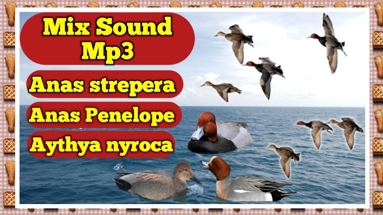 صوت البط ( حمراوى+الصواي+الجوشم) duck #sound Anas #Penelope# - YouTube
