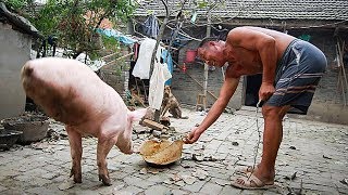 Pig Walking On Two Legs