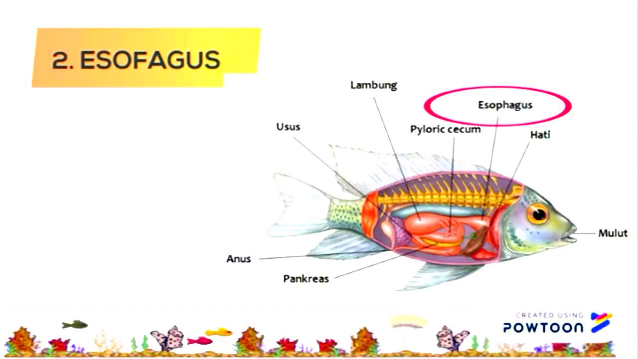 Sistem Pencernaan Pisces - YouTube