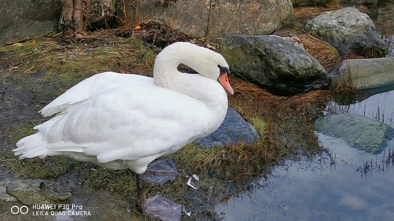 Swan attack! - YouTube