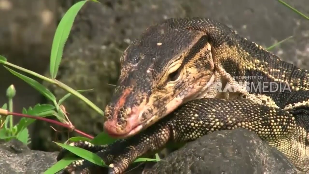 Kenalan Dengan Si Biawak Air Saudara Komodo | SI OTAN - YouTube