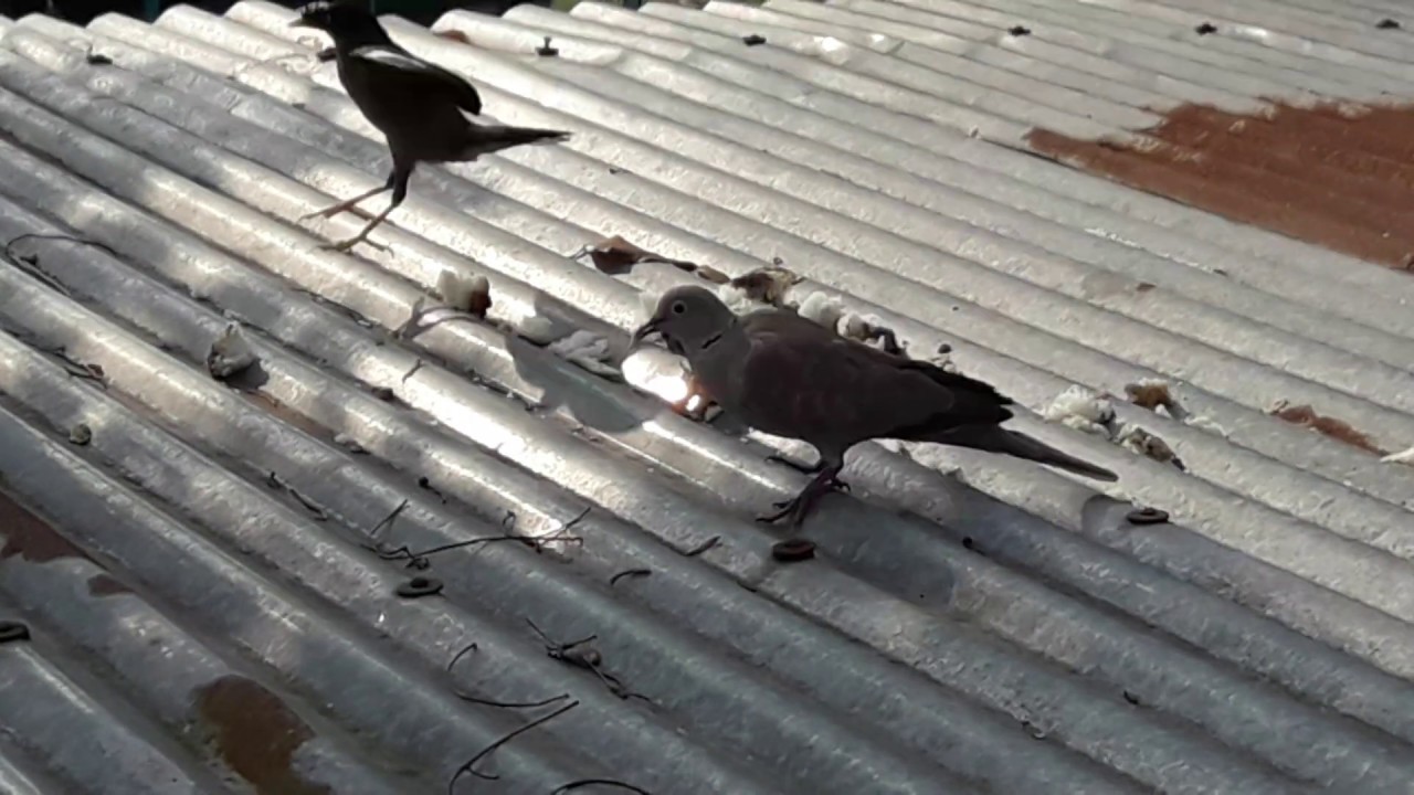 Beautiful view of different birds eating rice, bread. - YouTube
