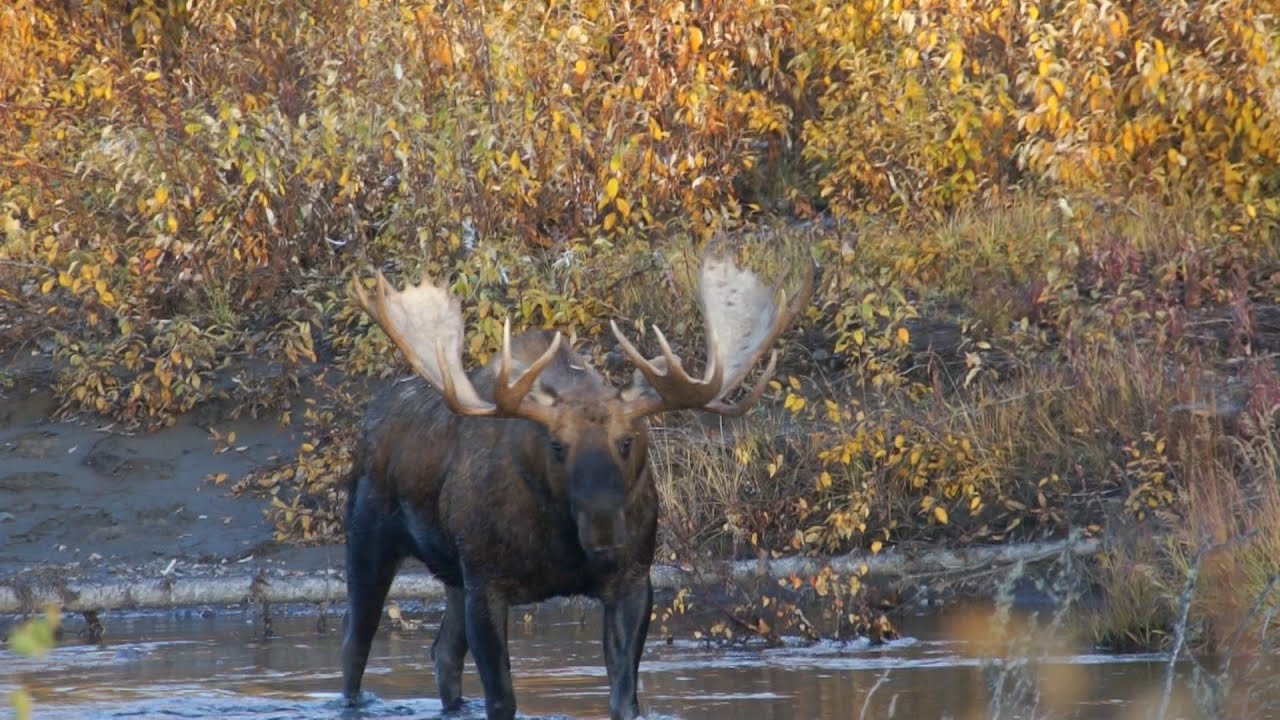 Troy Sessions - Two giant 70 inch moose and a third 60 inch taken on ...
