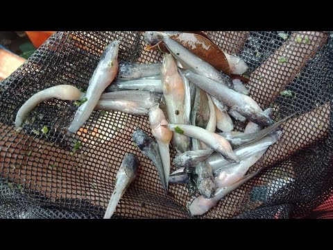 Kenapa Ikan Lele Pada Mati Setelah Kena Air Hujan 😥 - YouTube