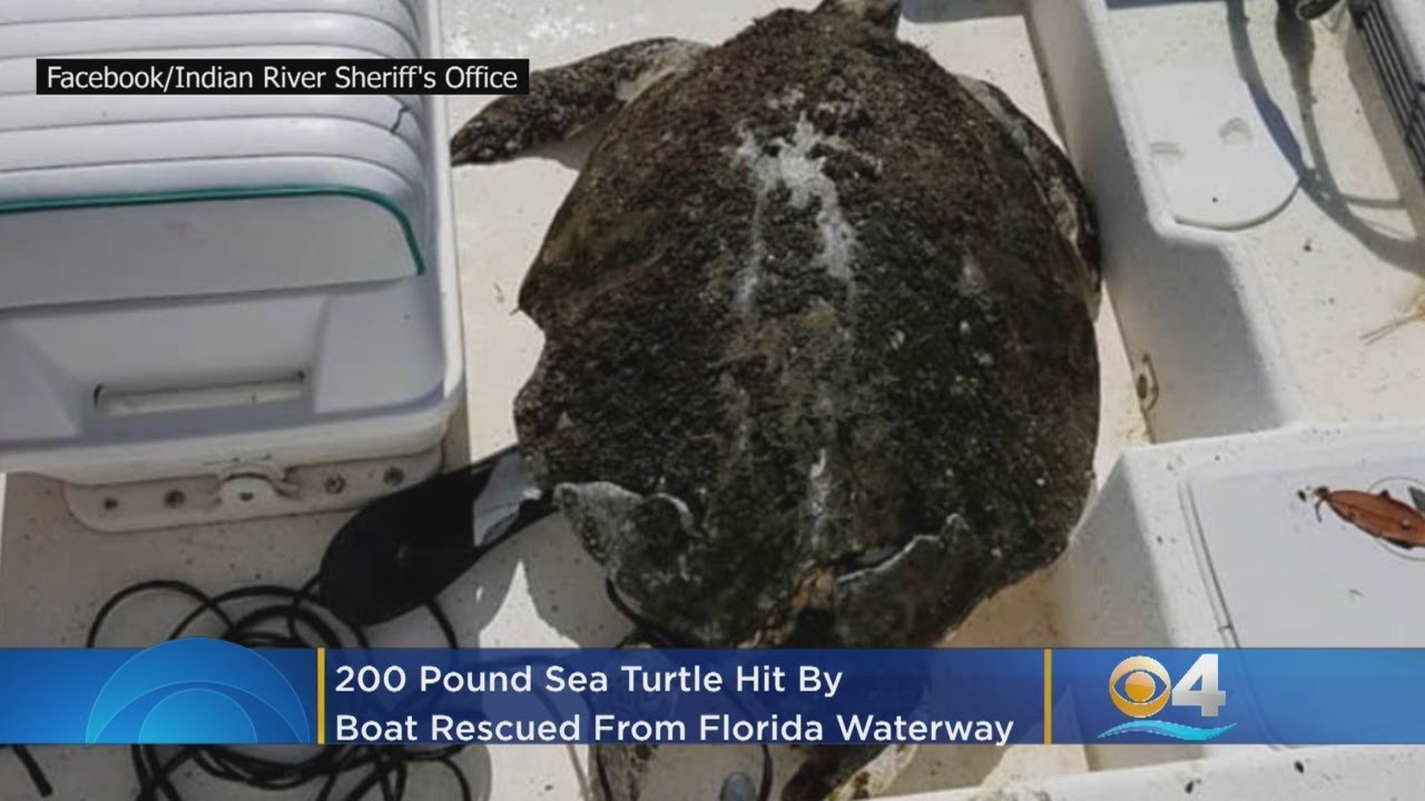200 Pound Sea Turtle Hit By Boat Rescued From Florida Waterway - YouTube