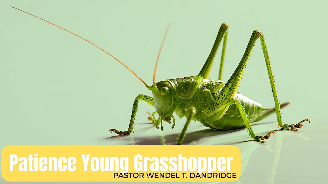Patience Young Grasshopper | Wendel T. Dandridge - YouTube