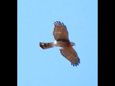 Eurasian Sparrowhawk in Flight - YouTube