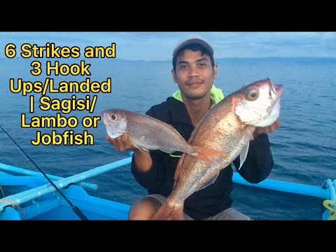 The Bounce Back Jigging Session | 2 Sagisi/Lambo or Jobfish and A ...