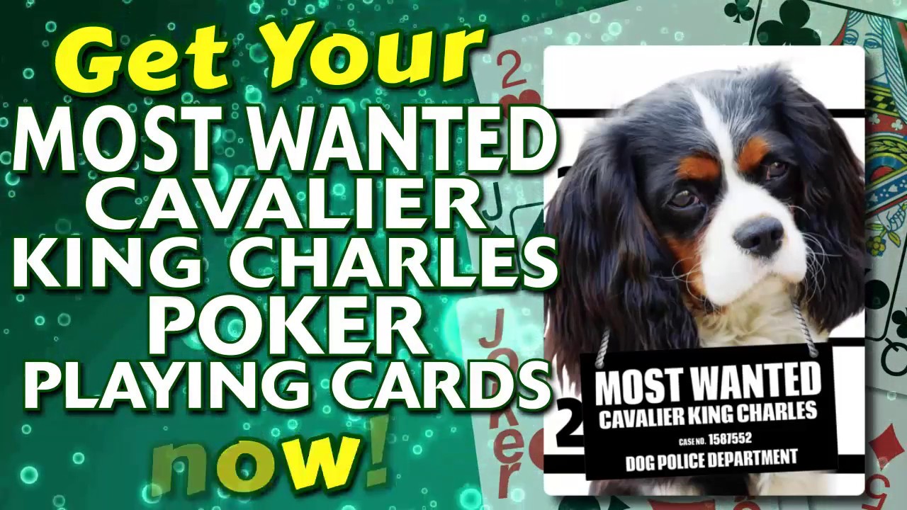 Cavalier King Charles Dog Poker Playing Cards Deck - YouTube